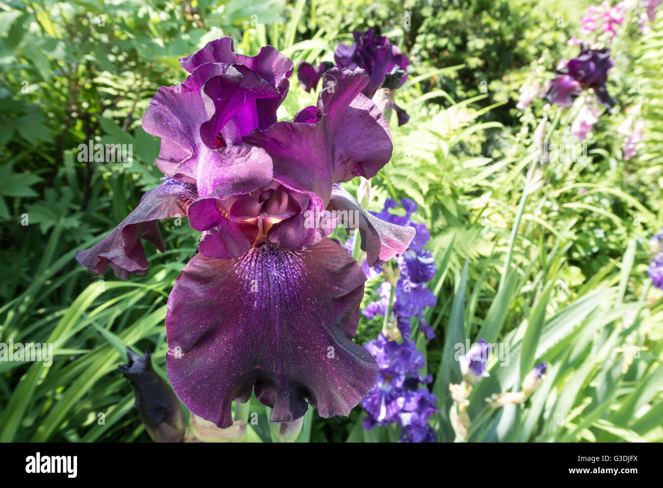 North american iris hi-res stock photography and images - Alamy