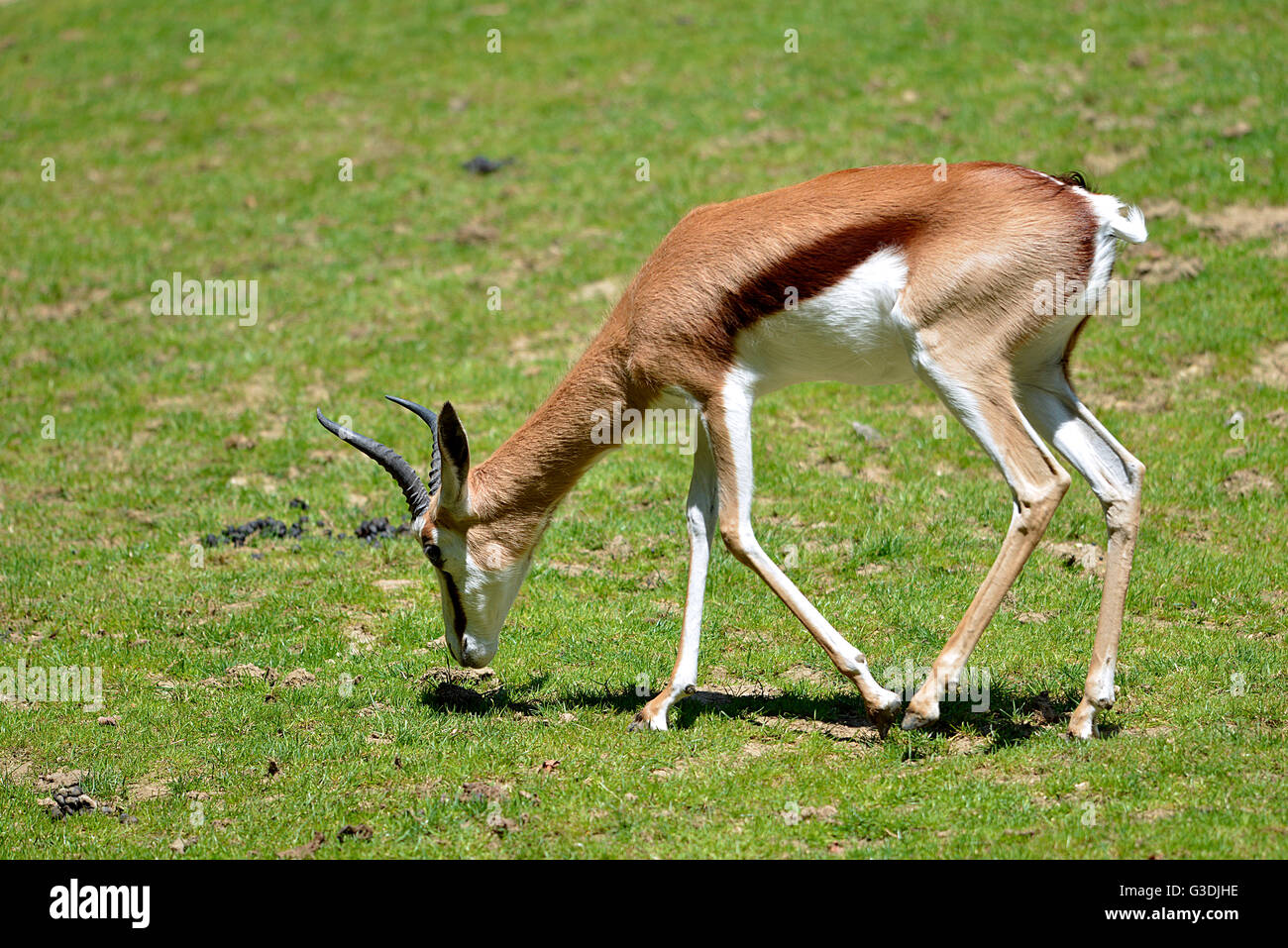 Grazing springbok antelope hi-res stock photography and images - Alamy