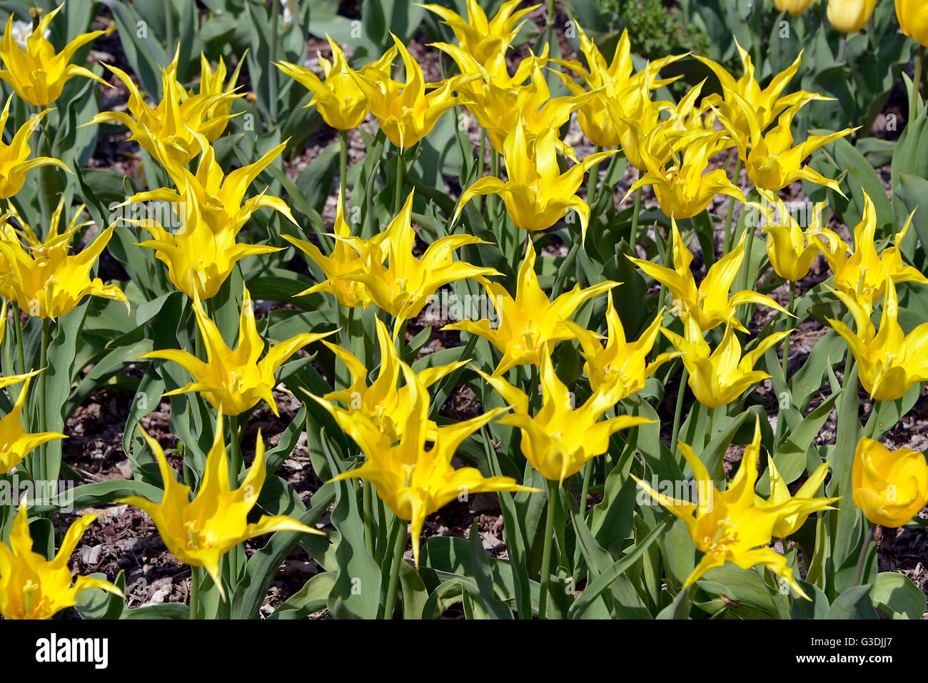Background of yellow tulips bed (Tulipa genus lily flower Stock Photo ...