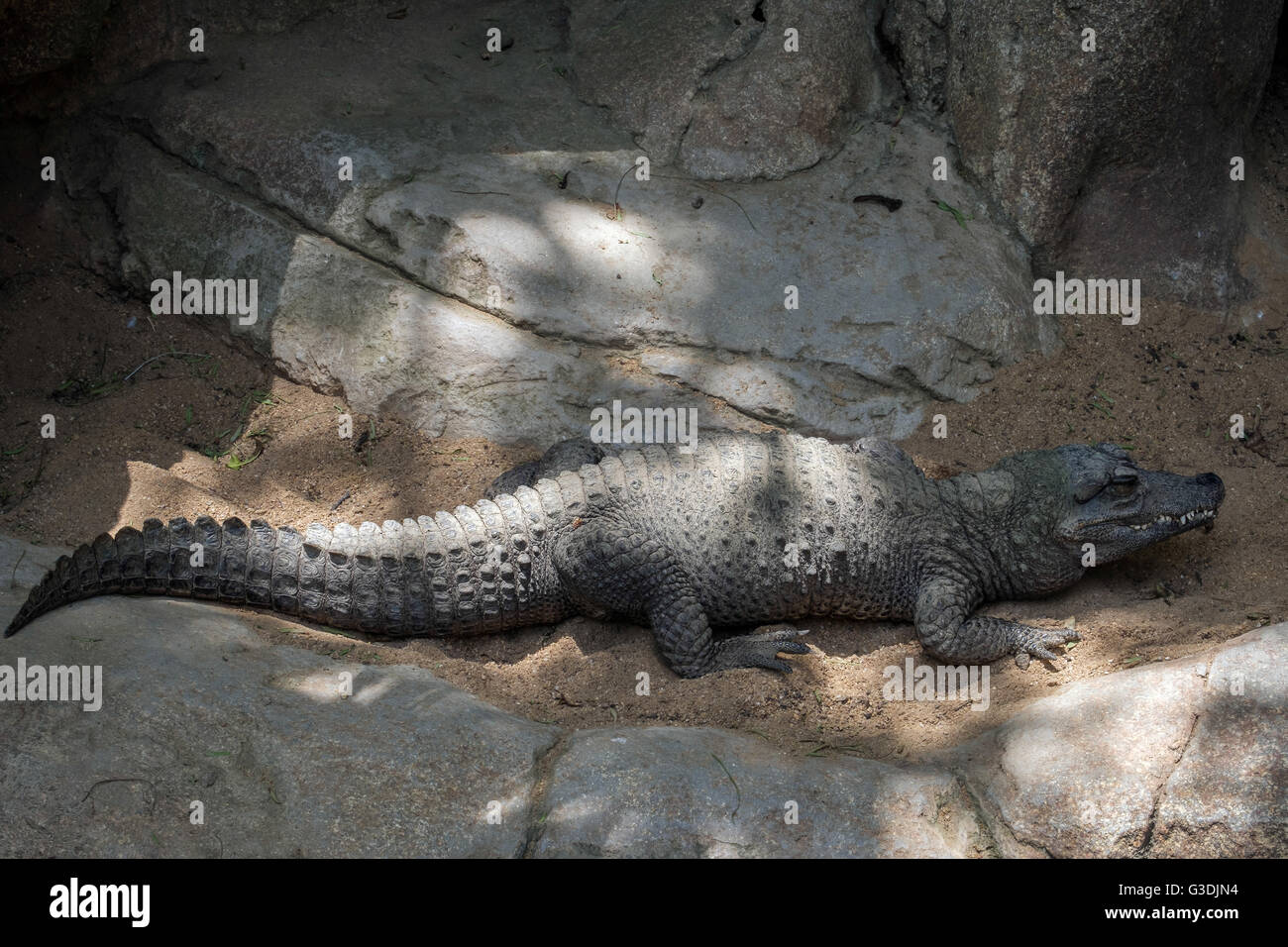 Dwarf Crocodile (Osteolaemus tetraspis Stock Photo - Alamy