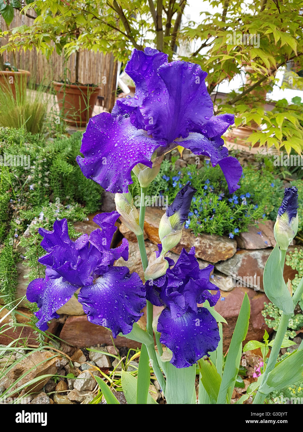 Schwertlilie, Iris Barbata-Elatior, Blue Rhythm, Steingarten Stock Photo - Alamy