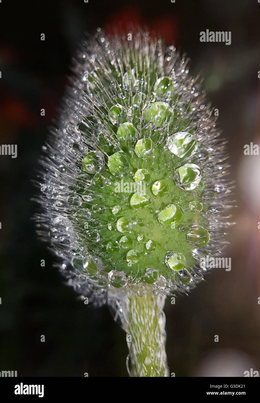 Tautropfen; Wasser; Struktur; Tau; Regentropfen Stock Photo - Alamy