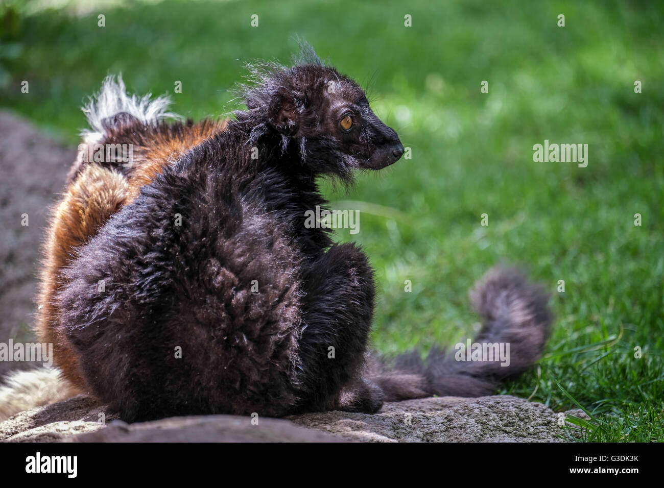 Black Lemur (Eulemur macaco) at the Bioparc Fuengirola Stock Photo - Alamy