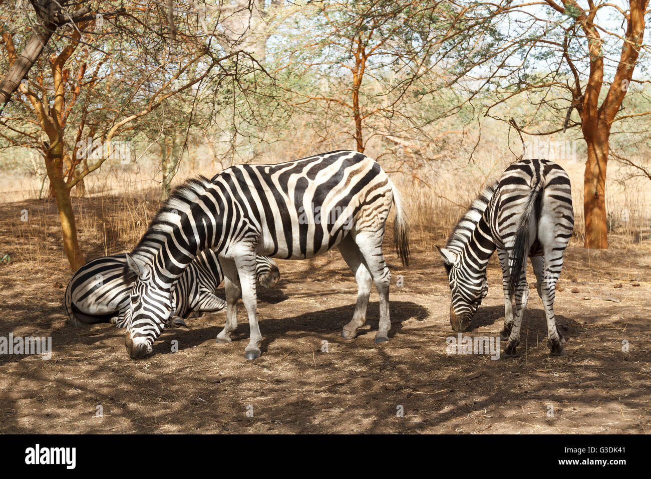 Shade tree with zebra hi-res stock photography and images - Alamy