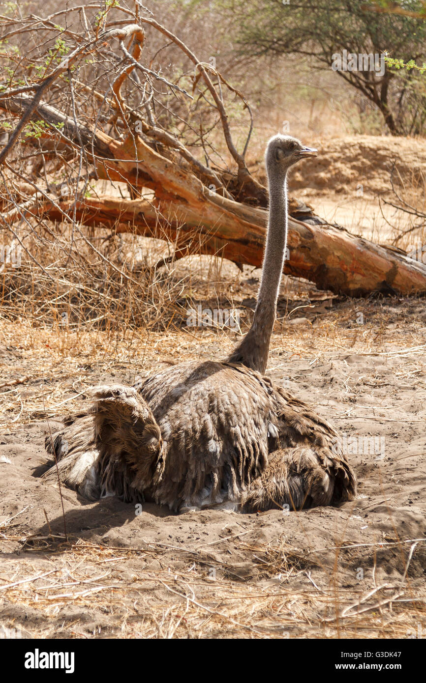 Wild ostrich sitting on her nest of eggs in Senegal in Africa Stock ...