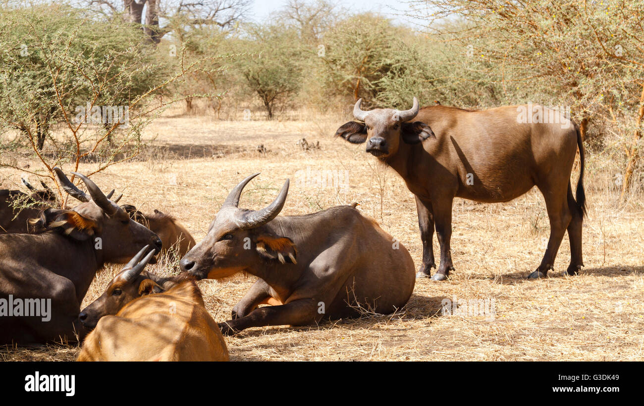 Wild buffalo resting in a national reserve in Senegal, Africa Stock ...