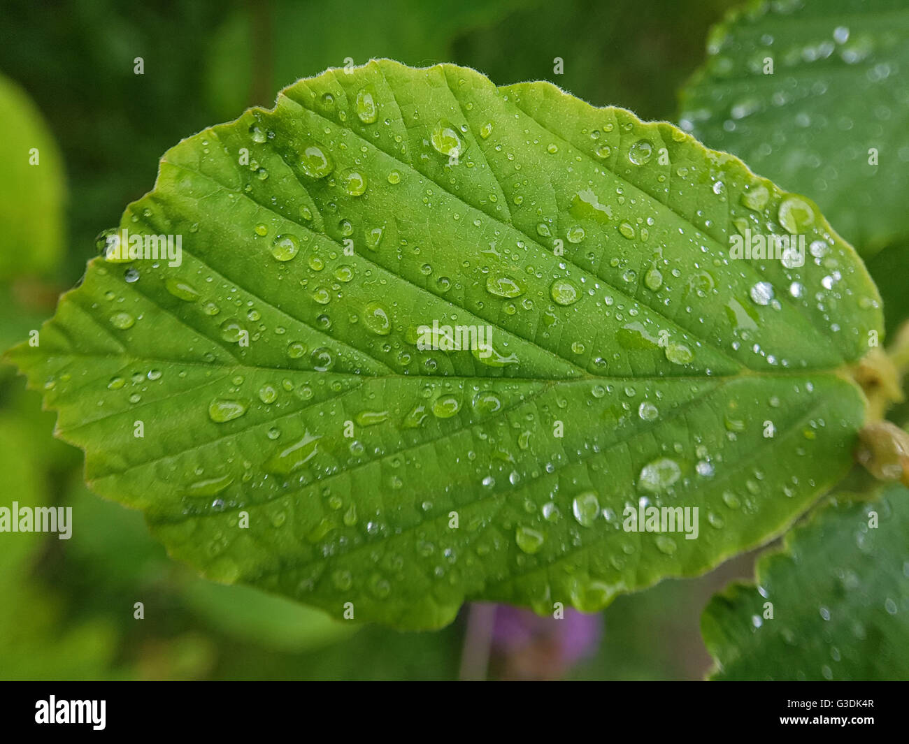 Tautropfen; Wasser; Struktur; Tau; Regentropfen Stock Photo - Alamy
