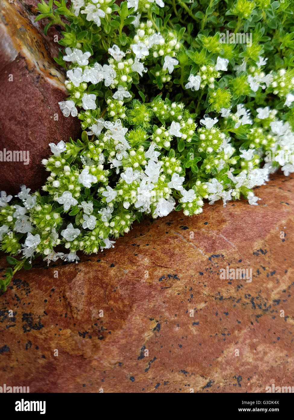 Tautropfen; Wasser; Struktur; Tau; Regentropfen Stock Photo - Alamy