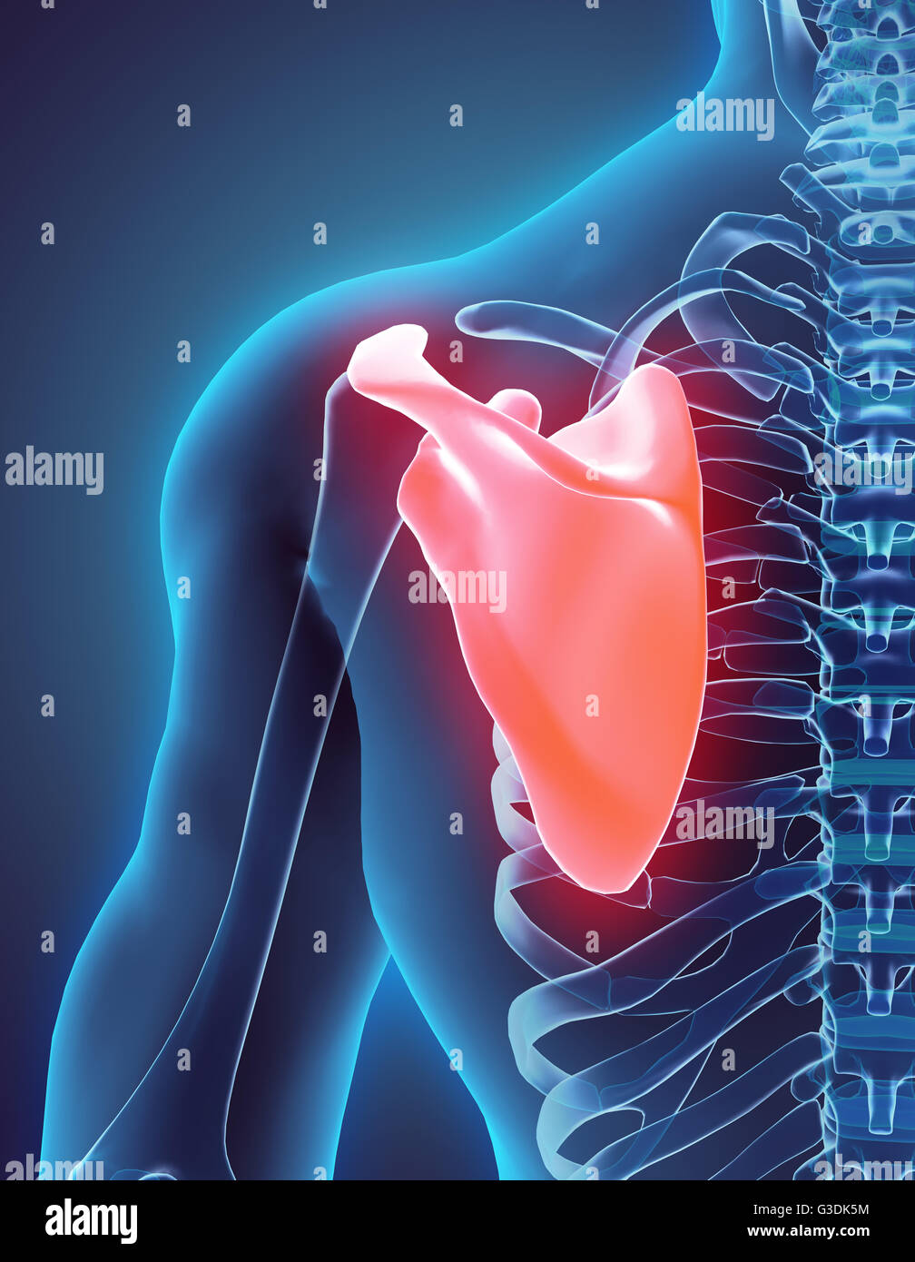 Scapula X Ray High Resolution Stock Photography and Images - Alamy