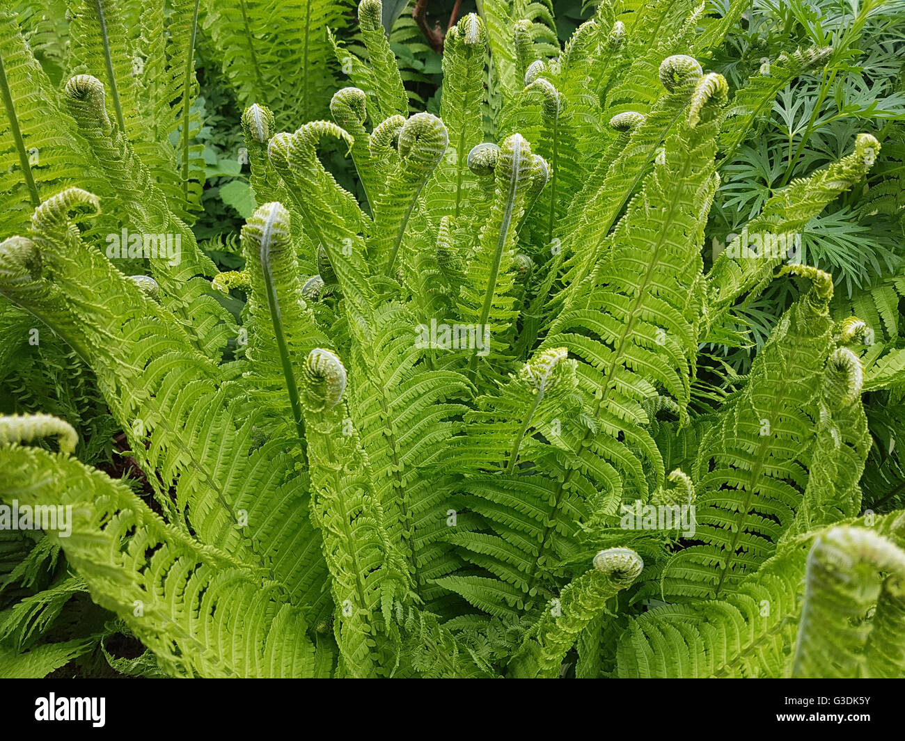 Echter Farn High Resolution Stock Photography and Images - Alamy