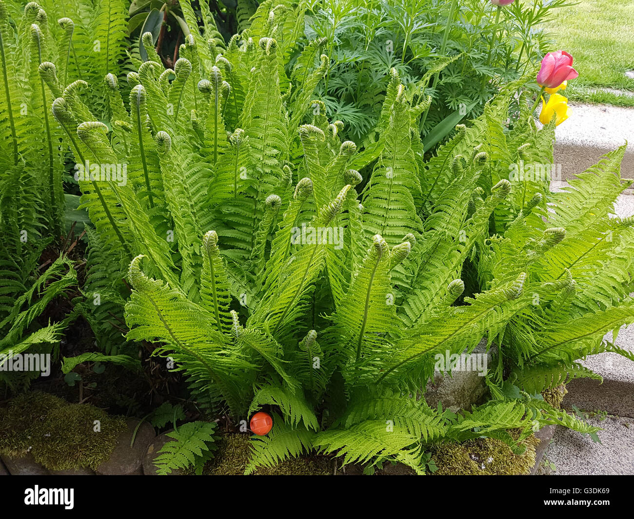 Echter Farn High Resolution Stock Photography and Images - Alamy