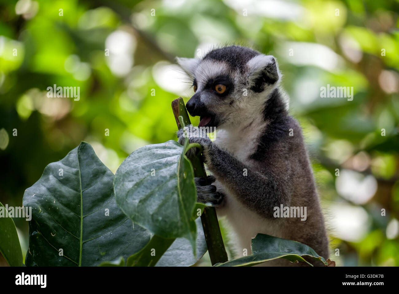 Ring-tailed Lemur (Lemur catta) at the Bioparc in Fuengirola Stock ...
