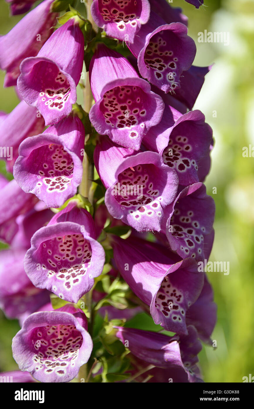 Red foxglove digitalis purpurea flower hi-res stock photography and ...