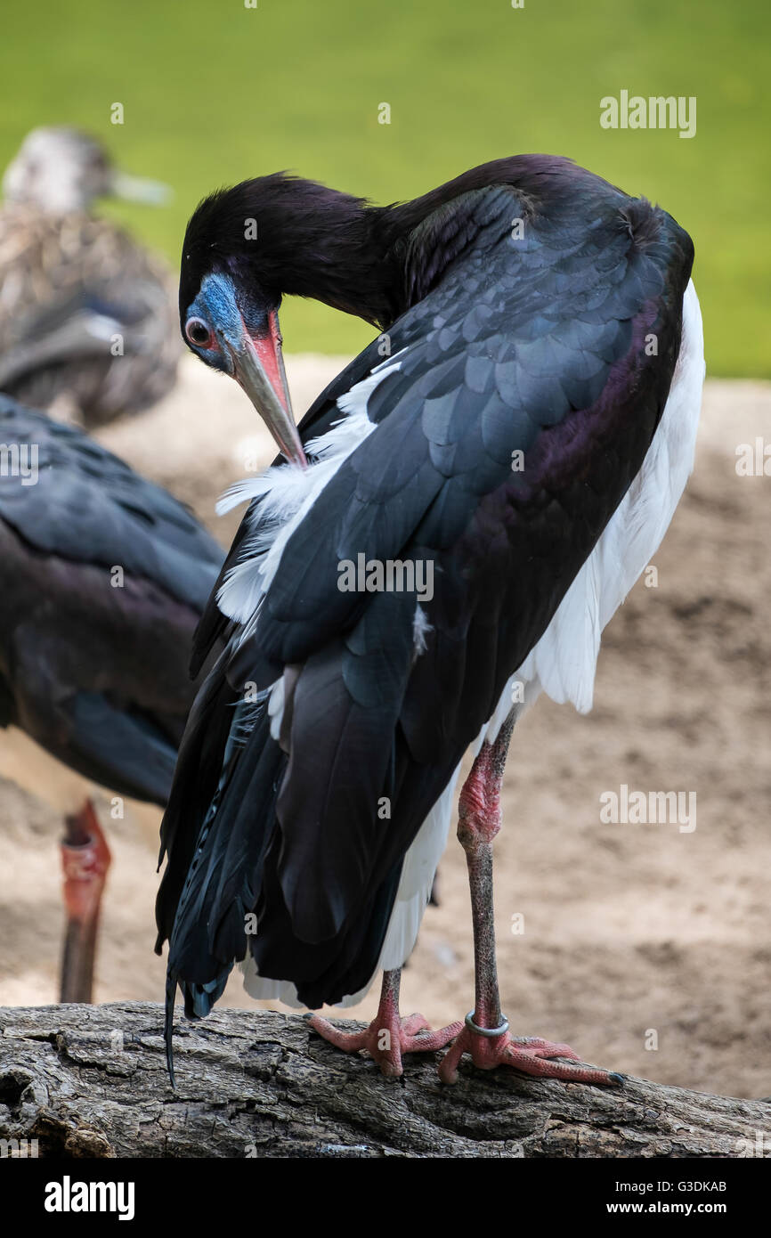 Abdim's Stork at the Bioparc in Fuengirola Stock Photo - Alamy