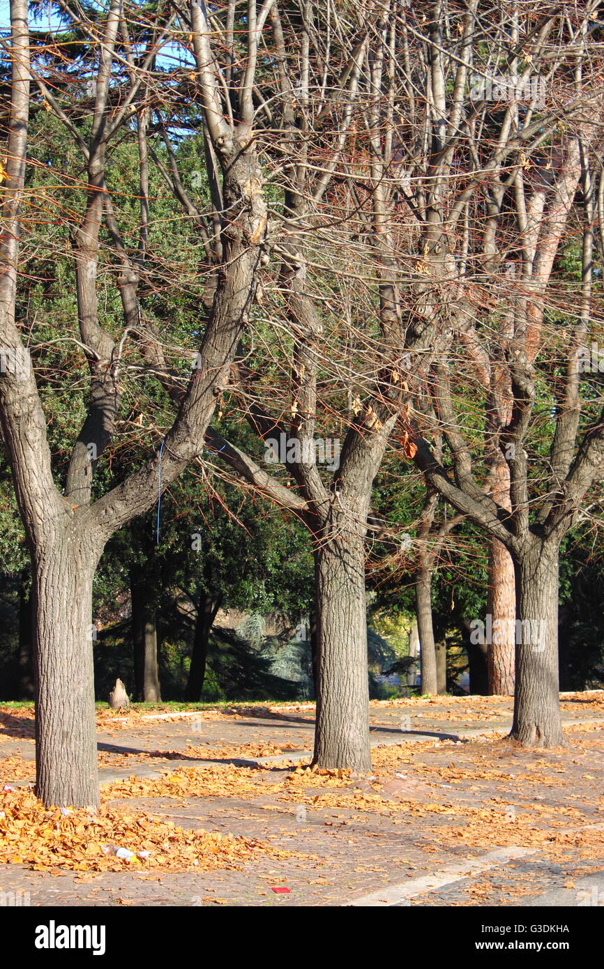 Row trees hi-res stock photography and images - Alamy