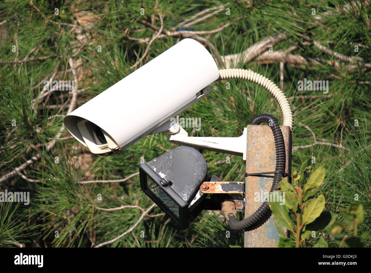 Security surveillance camera in the forest Stock Photo - Alamy