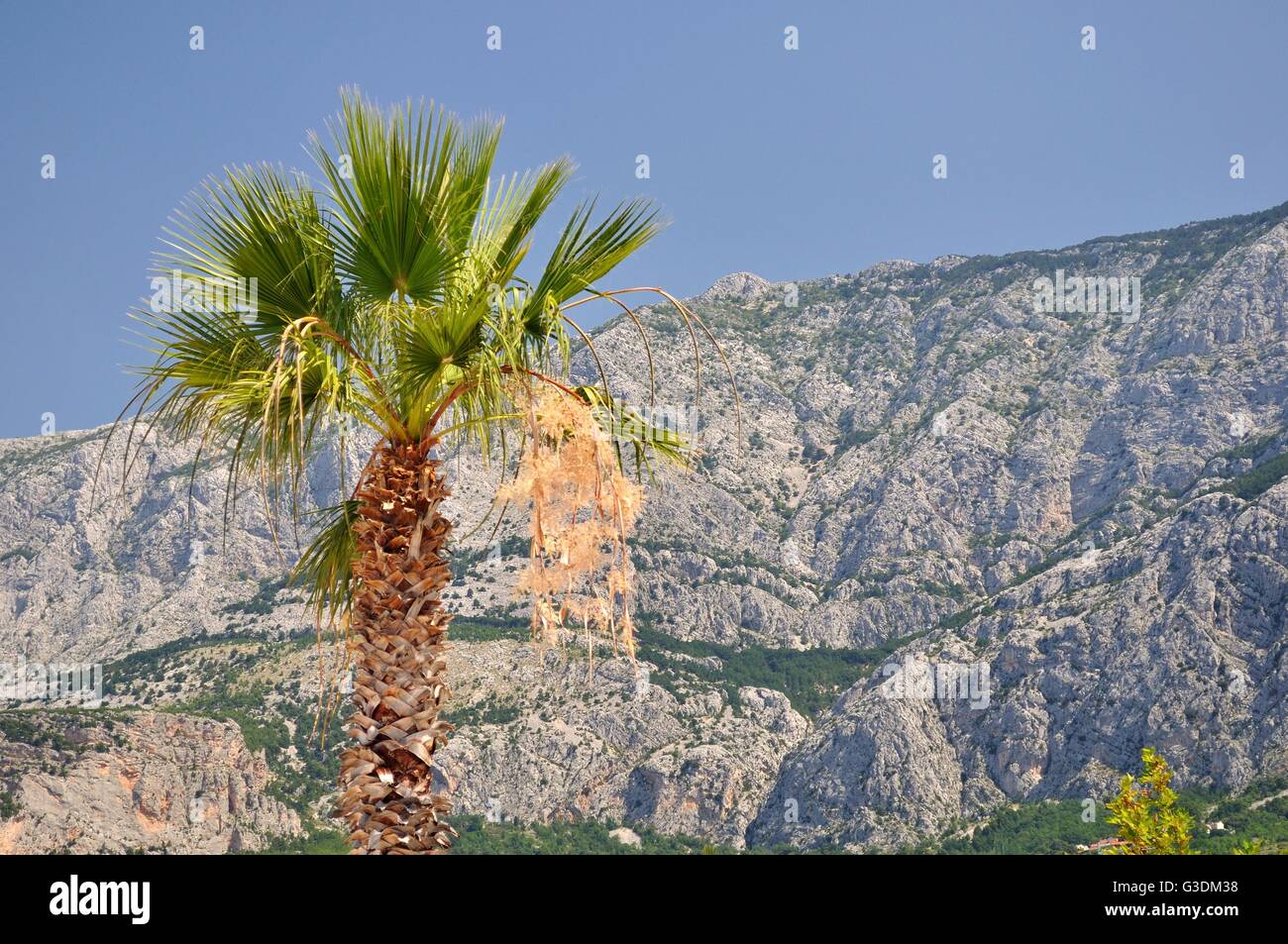 Palm tree with high croatian mountain Biokovo in background. Tucepi ...