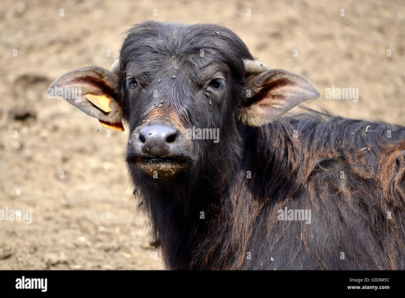Portrait of water buffalo calf (Bubalus bubalis) front view Stock Photo ...