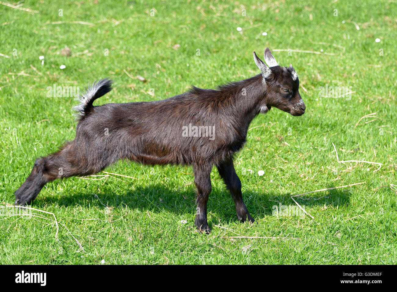 Juvenile brown goat (Capra aegagrus hircus) on grass and stretching ...