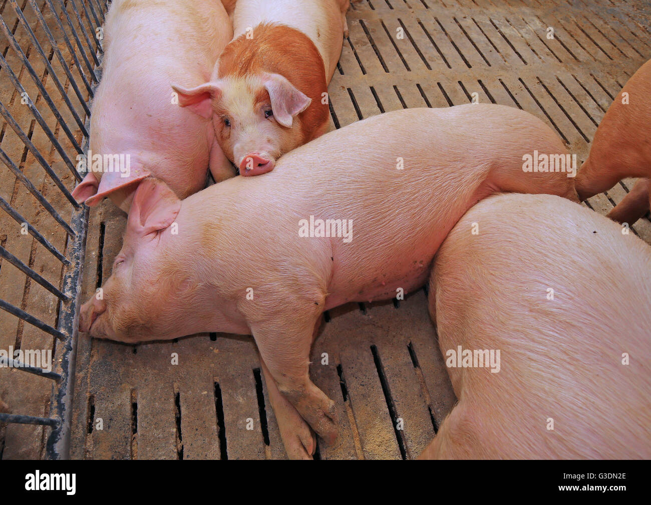 Pigs in pigpen on farm hi-res stock photography and images - Alamy