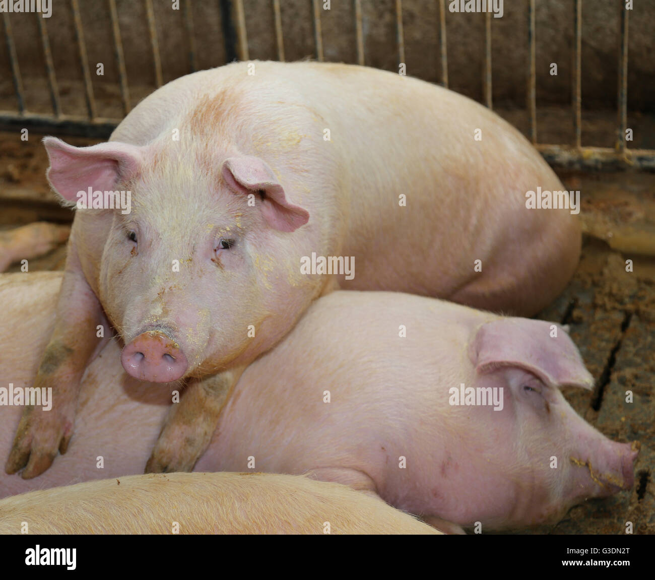 Fat pig hi-res stock photography and images - Alamy