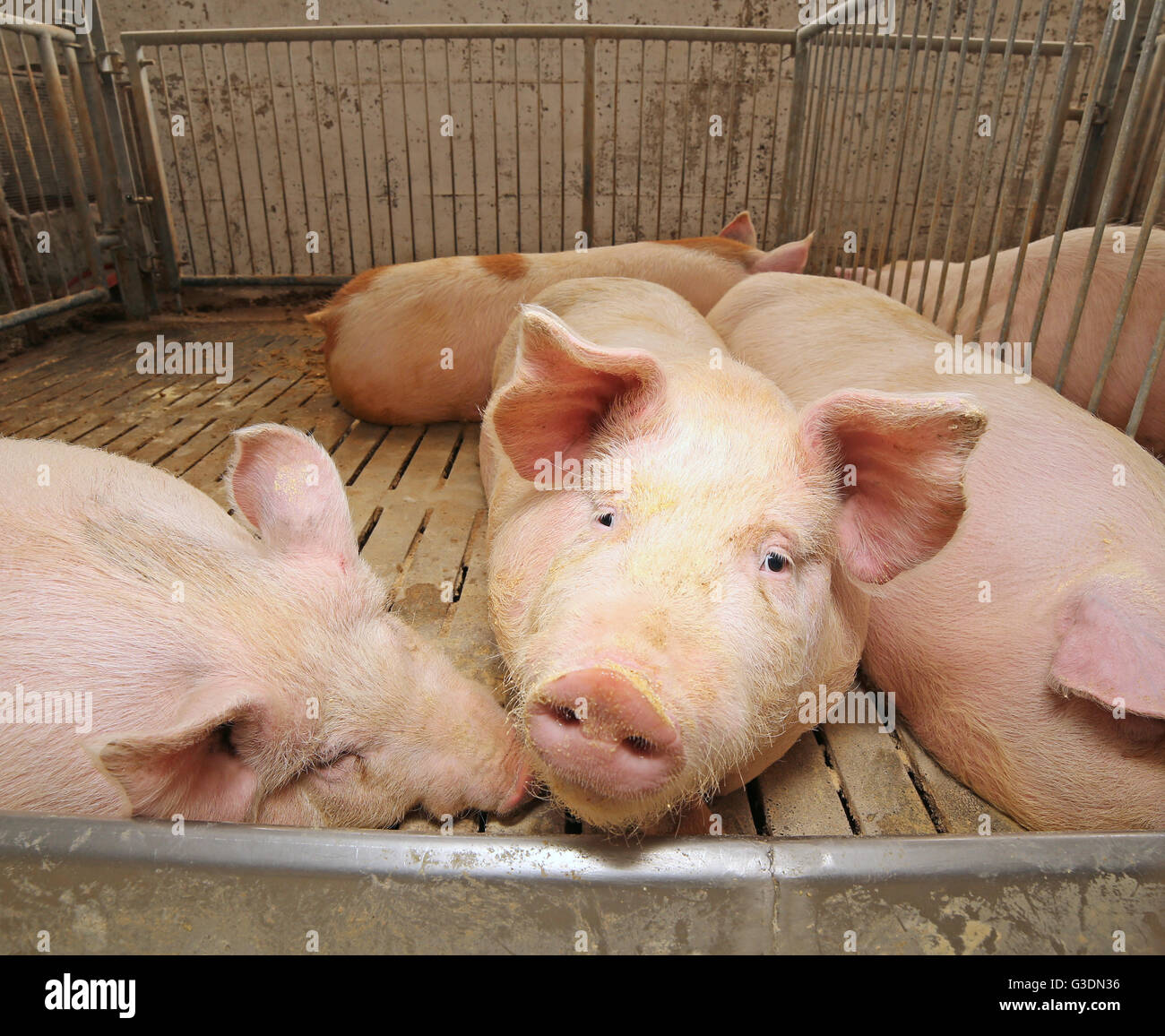 Fat pigs hi-res stock photography and images - Alamy