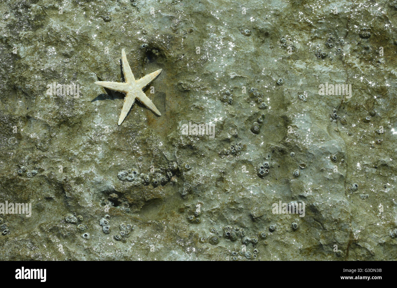huge starfish with five-segment radial on the rock Stock Photo - Alamy