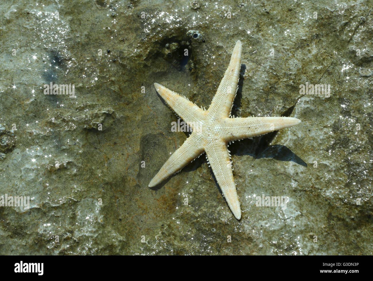 huge starfish with five-segment radial on the rock of the sea in summer ...