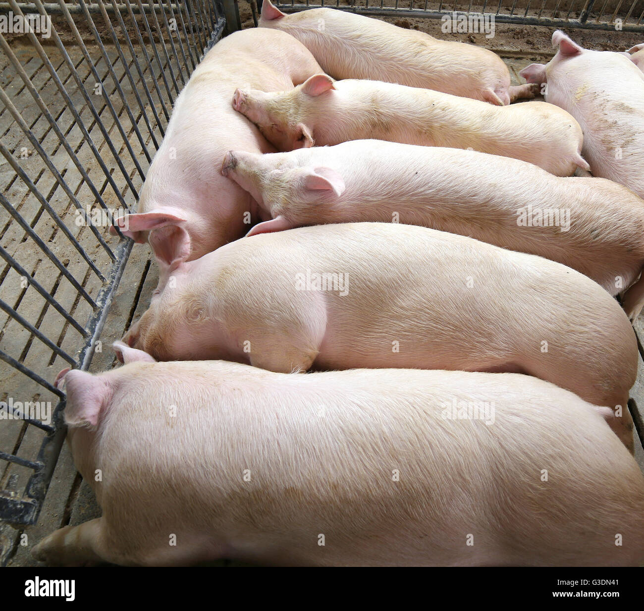 fat asleep pigs sleeping in pig farming Stock Photo - Alamy