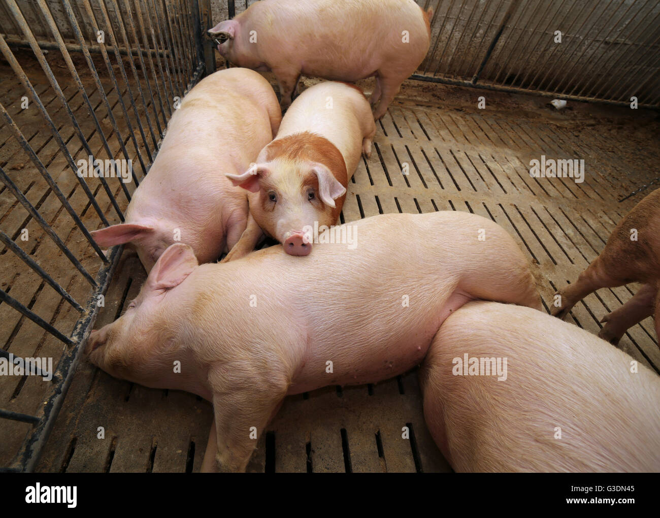 big and fat pigs in a sty on a farm Stock Photo - Alamy