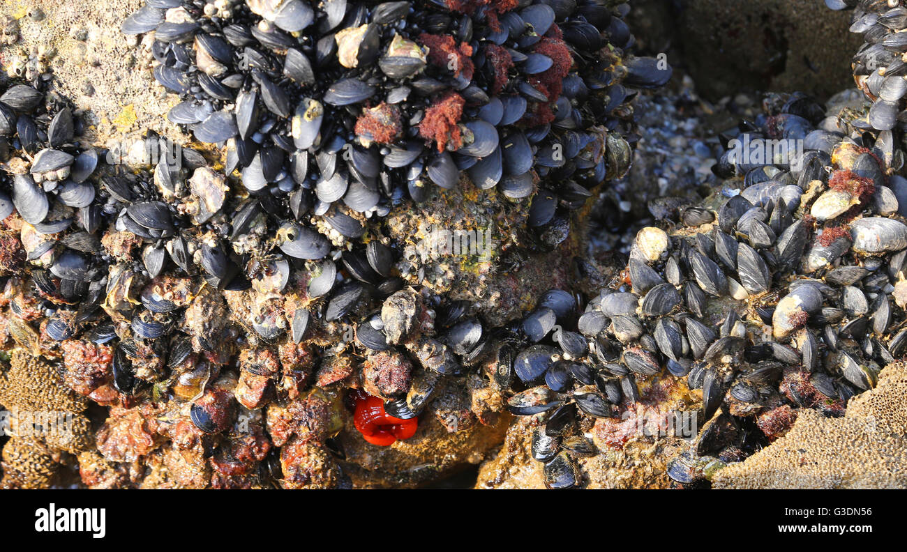 Bivalve mollusc clam body hi-res stock photography and images - Alamy