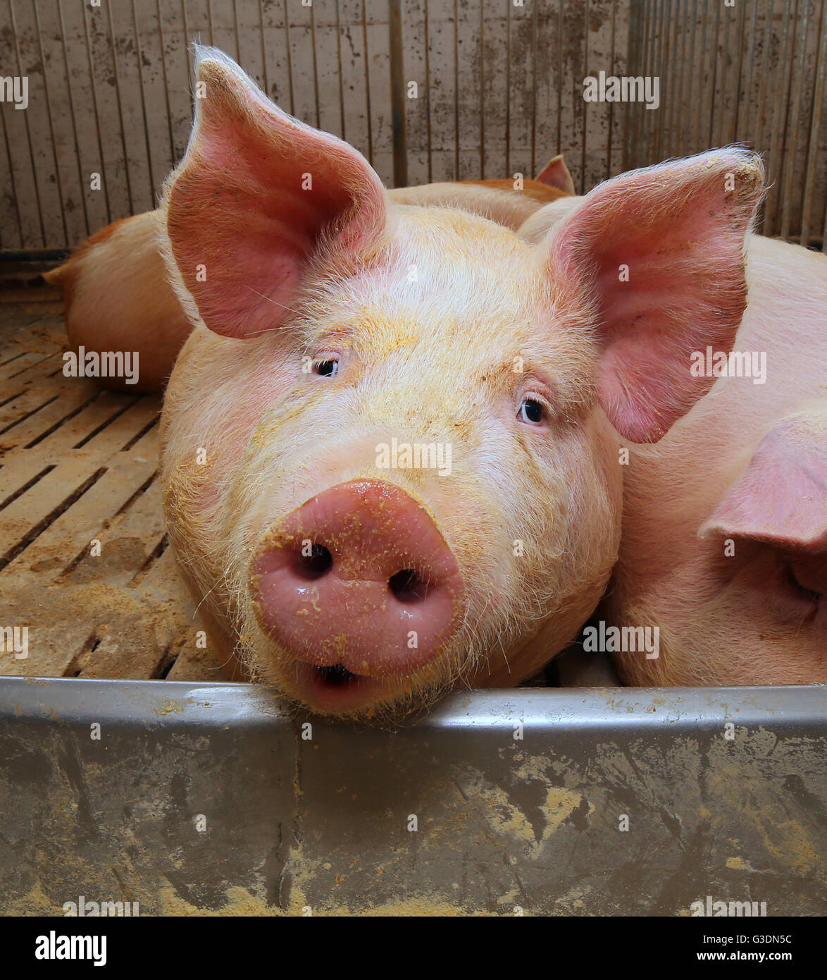 Big fat face hi-res stock photography and images - Alamy