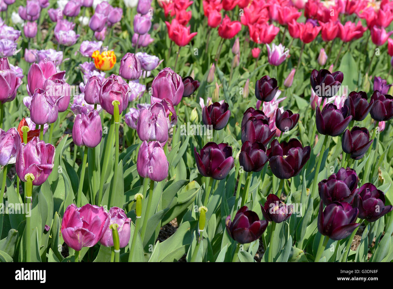 Cultivated of purple tulips (Tulipa Stock Photo - Alamy