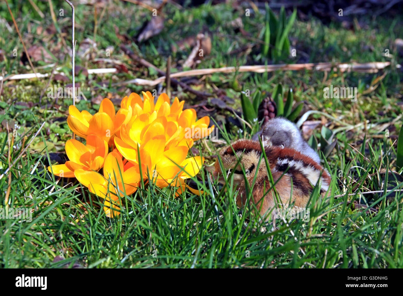 Green-legged Partridge And Dominant Blue Chicks in the garden with ...