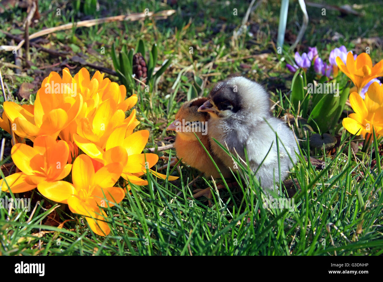 Blue partridge hi-res stock photography and images - Alamy