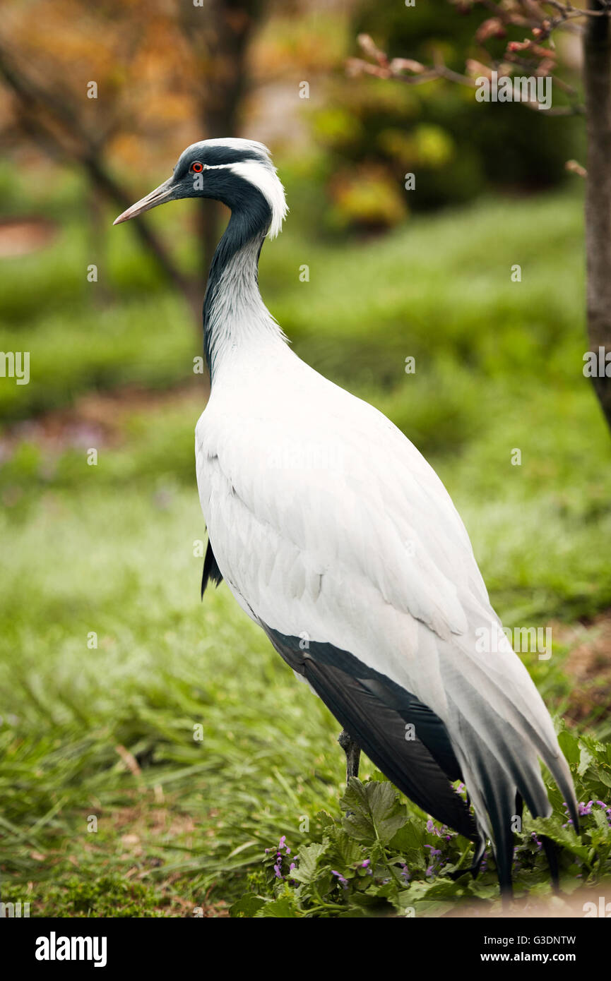 Anthropoides hi-res stock photography and images - Alamy