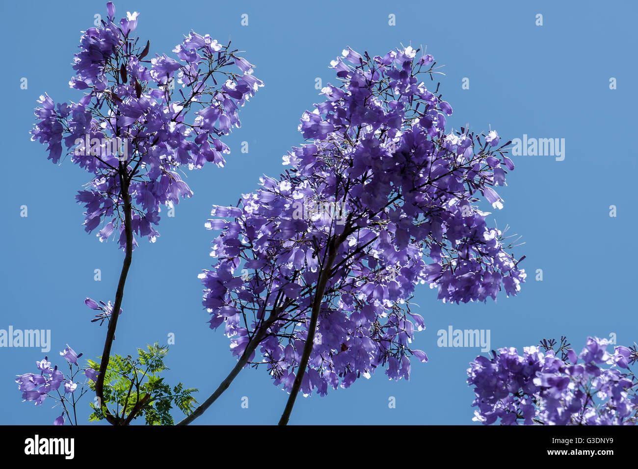 Blue Jacaranda (Jacaranda mimosifolia) flowering in Malaga Stock Photo ...