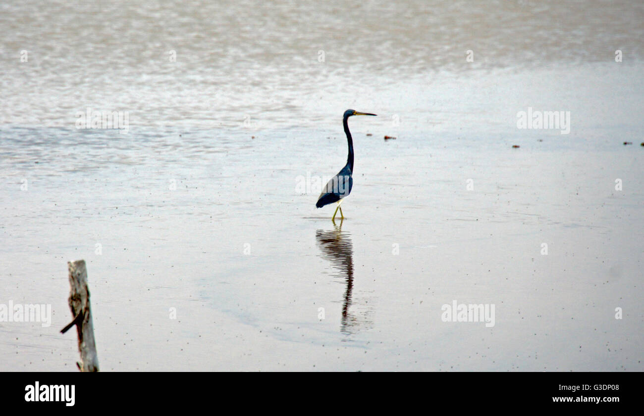 lagoon bird in salt refinery Stock Photo - Alamy