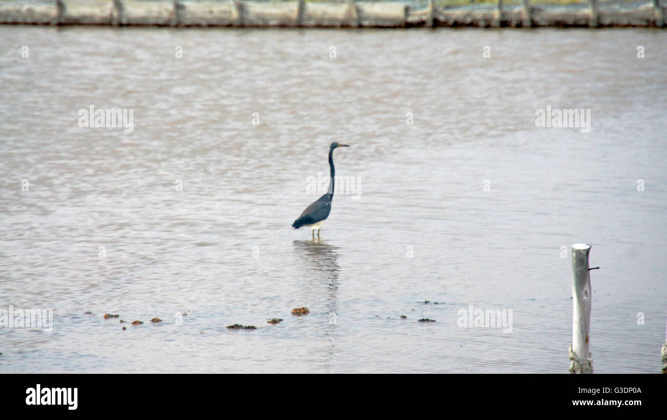 lagoon bird in salt refinery Stock Photo - Alamy
