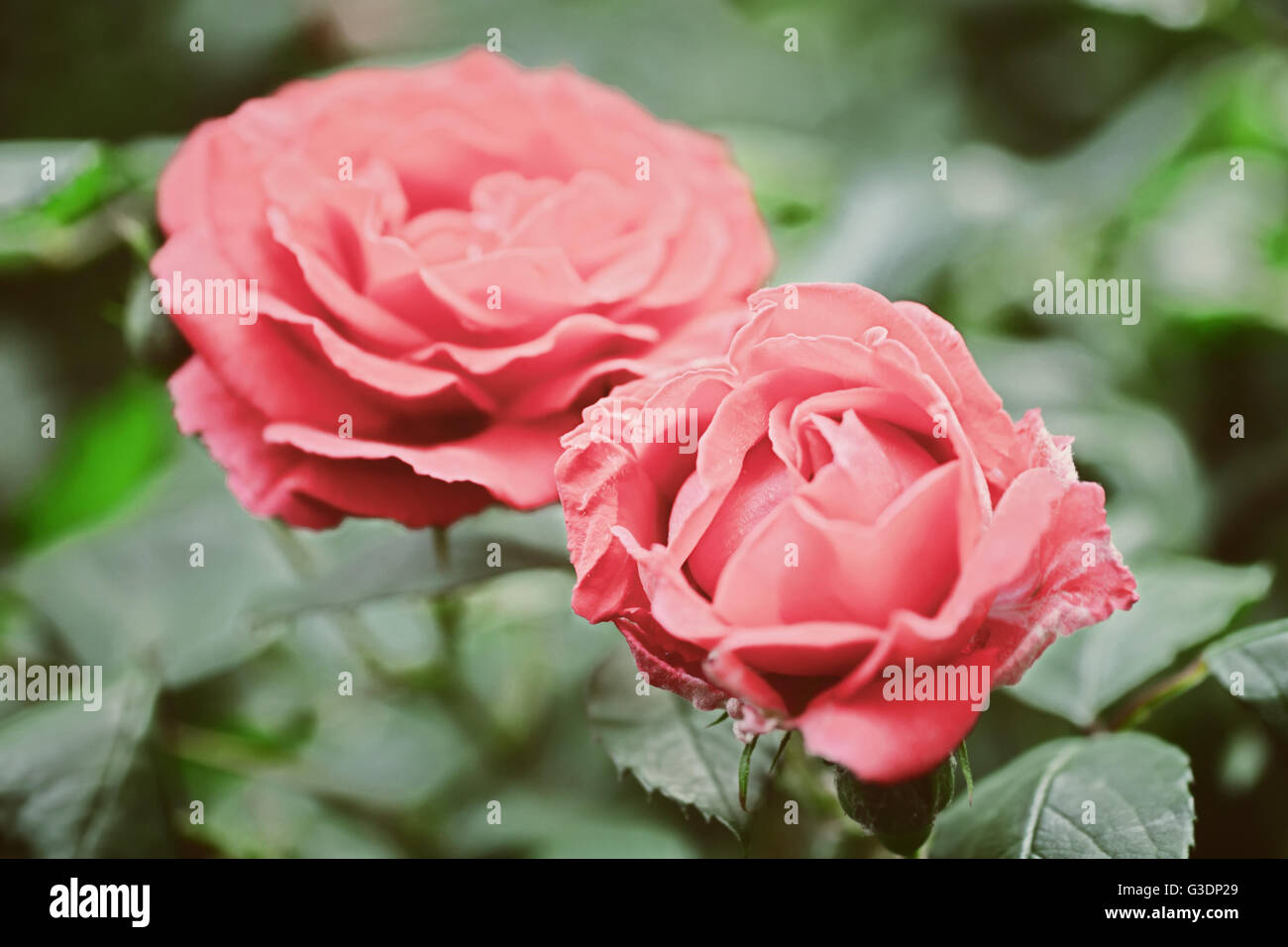 Pink flowers outdoors hi-res stock photography and images - Alamy