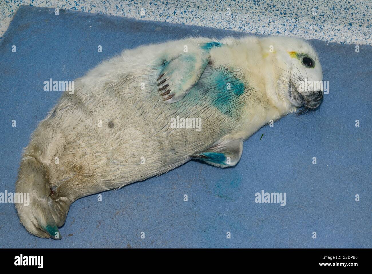 Injured grey seal hi-res stock photography and images - Alamy