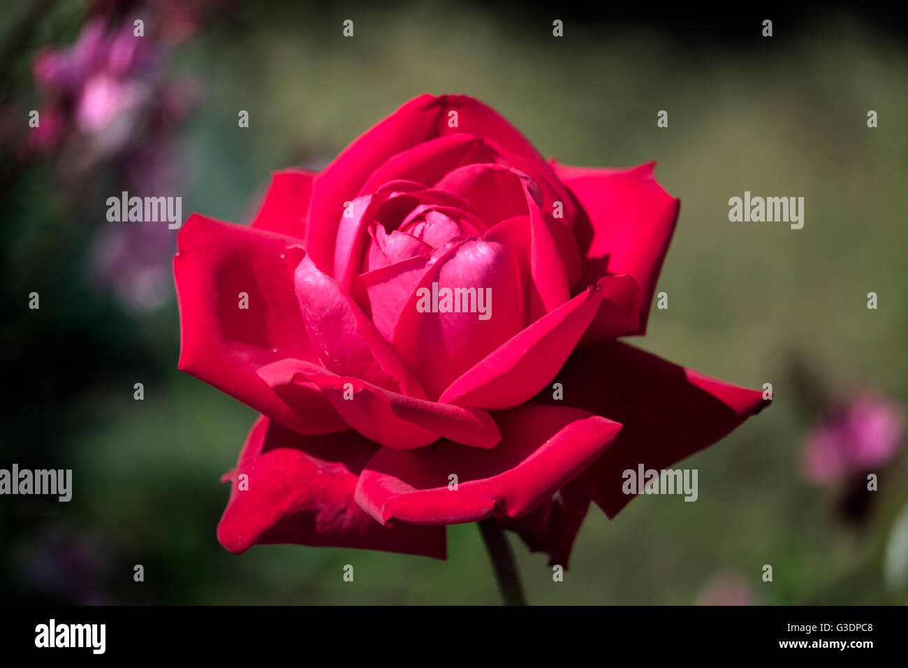 Red flower bush malaga spain hi-res stock photography and images - Alamy