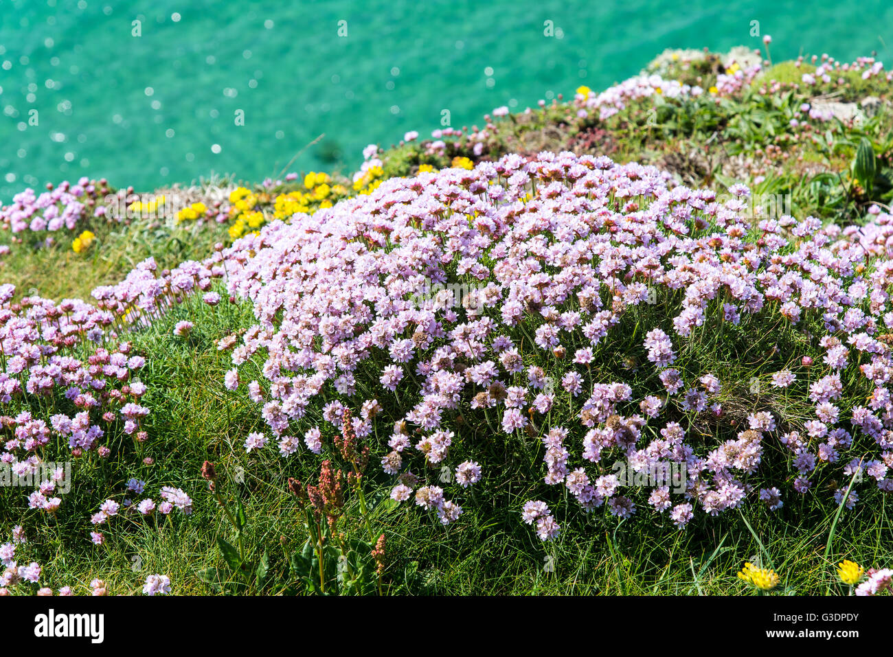 Sea pink armeria maritima hi-res stock photography and images - Alamy