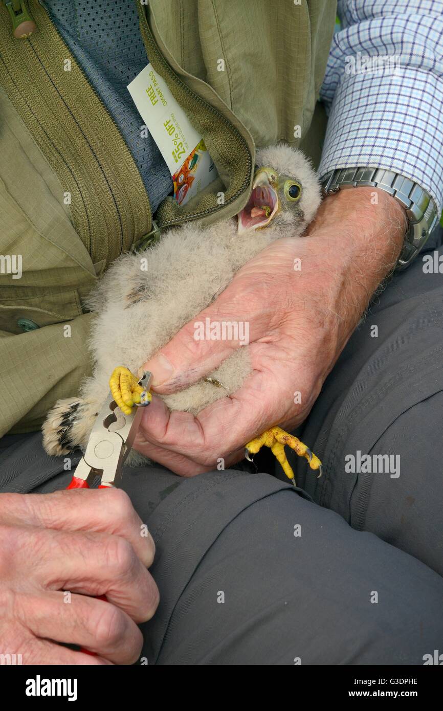 Ringing survey hi-res stock photography and images - Alamy
