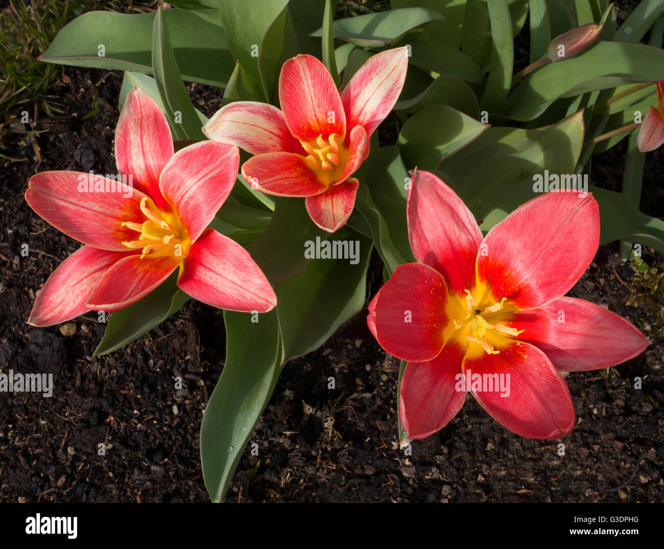 Miniature tulip hi-res stock photography and images - Alamy
