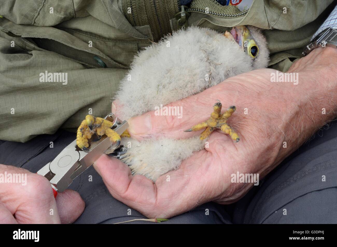 Banding falcons hi-res stock photography and images - Alamy