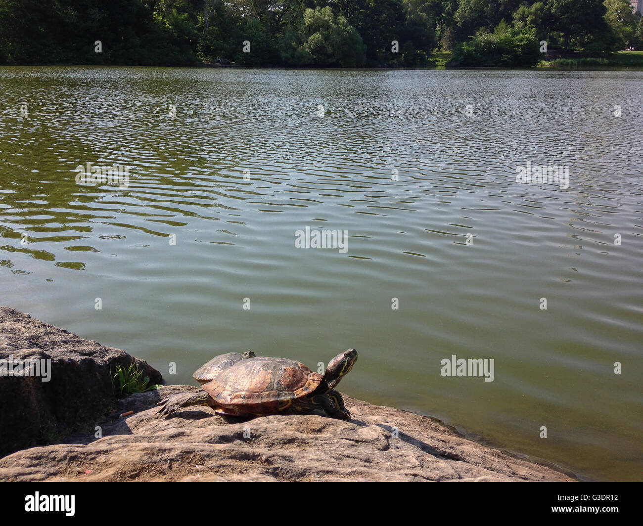 Turtles legs hi-res stock photography and images - Alamy