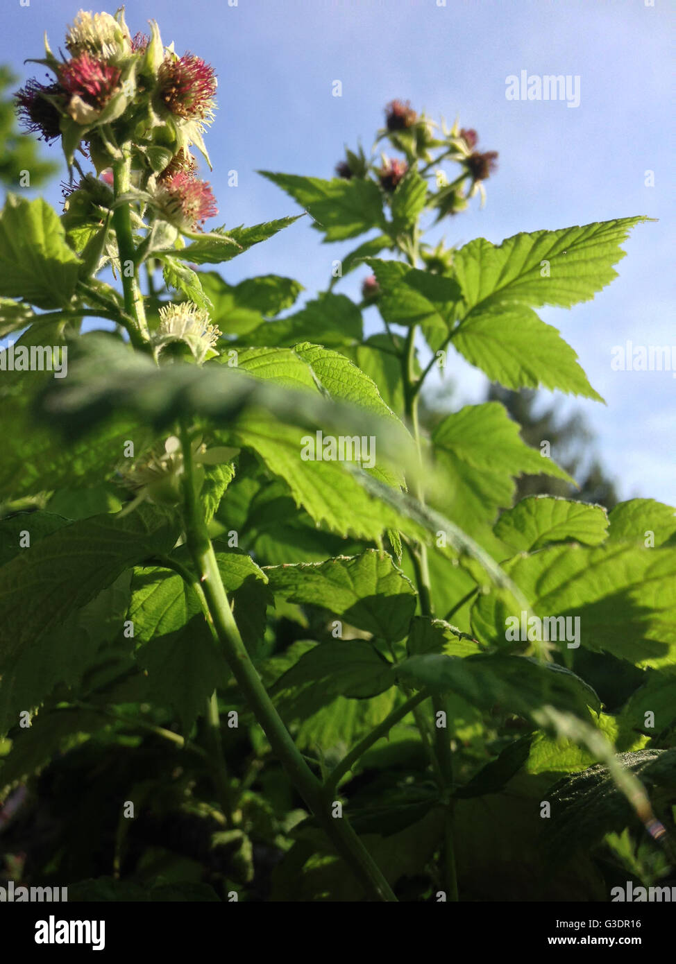 Blooms of raspberry. Closeup Stock Photo - Alamy