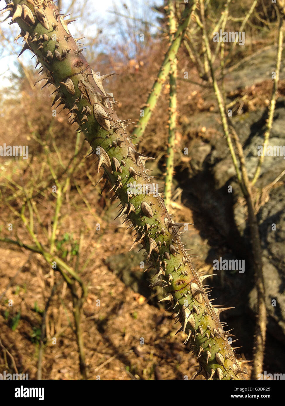 Sharp rose hi-res stock photography and images - Alamy