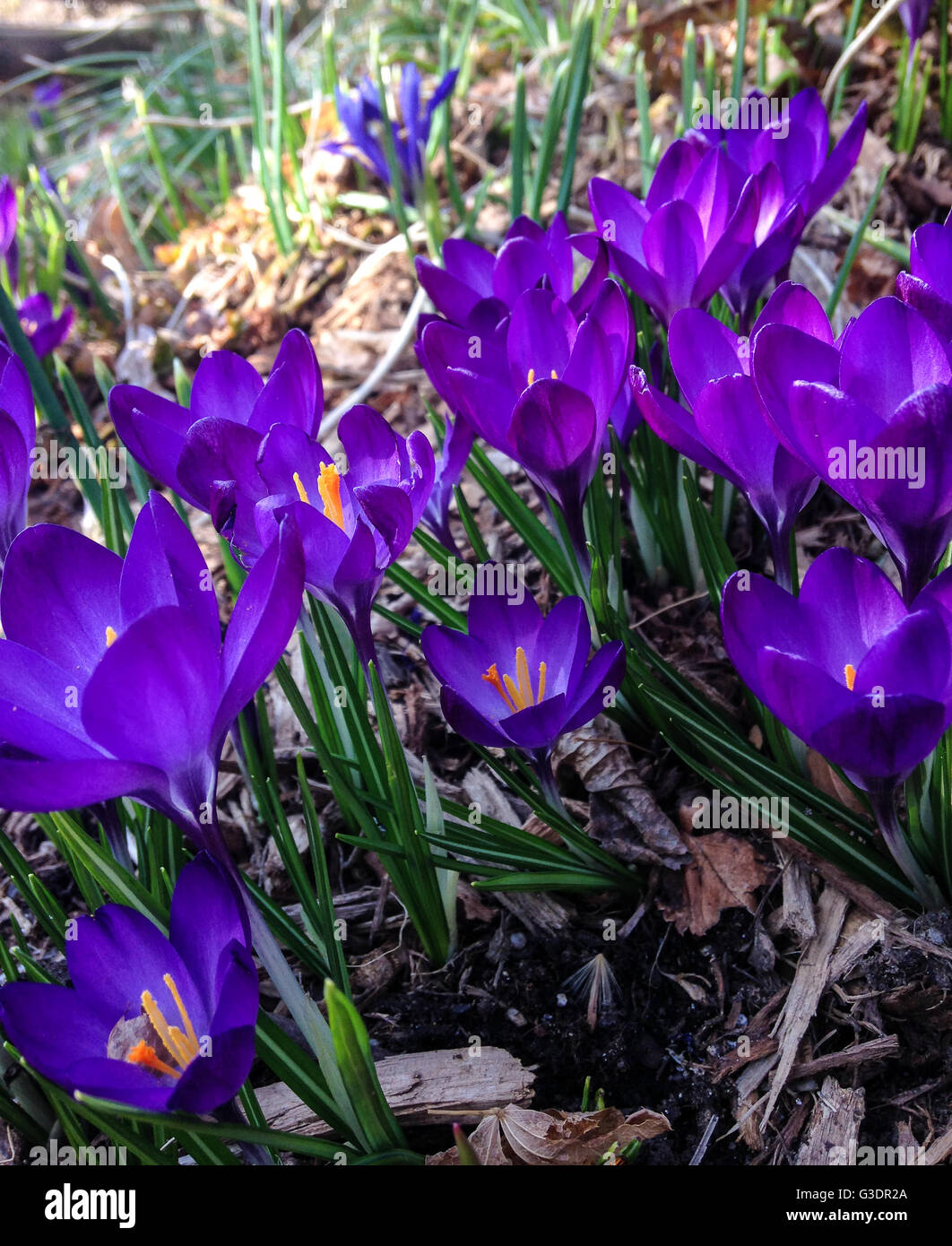 Purple blooms hi-res stock photography and images - Alamy